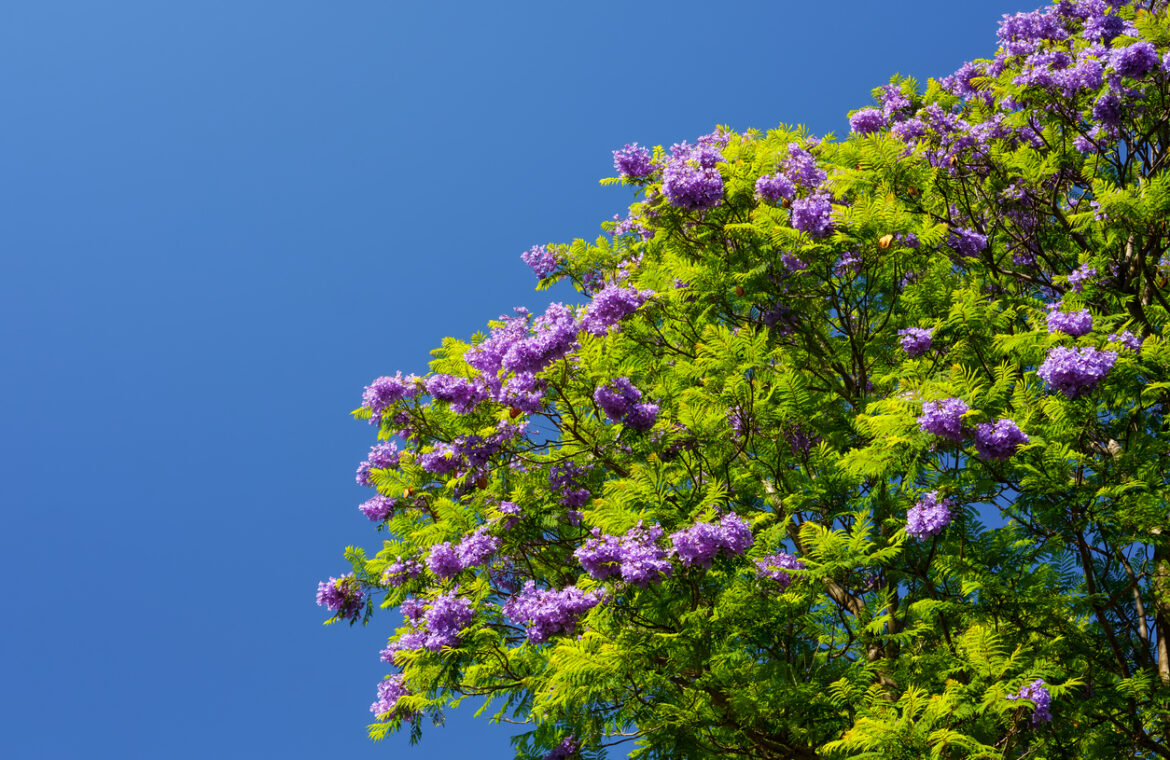 7 ΔΕΝΤΡΑ ΠΟΥ ΜΕΓΑΛΩΝΟΥΝ ΓΡΗΓΟΡΑ ΚΑΙ ΜΠΟΡΕΙΣ ΝΑ ΦΥΤΕΨΕΙΣ ΣΤΟΝ ΚΗΠΟ ΣΟΥ ...